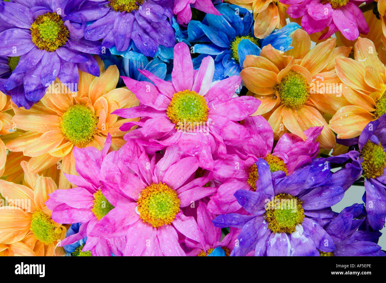 Bright coloured flowers hi-res stock photography and images - Alamy