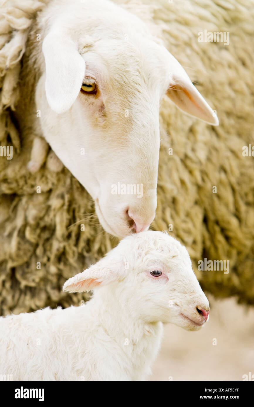baby lamb with mother Stock Photo - Alamy