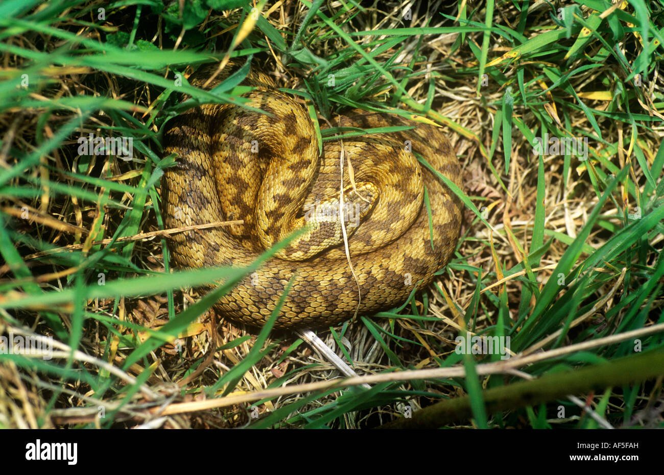 Adder hi-res stock photography and images - Alamy