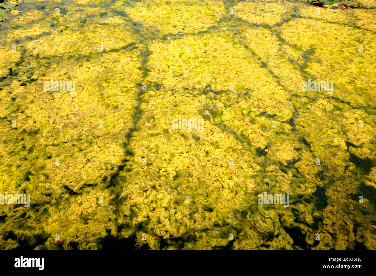 yellow pond algae Stock Photo - Alamy