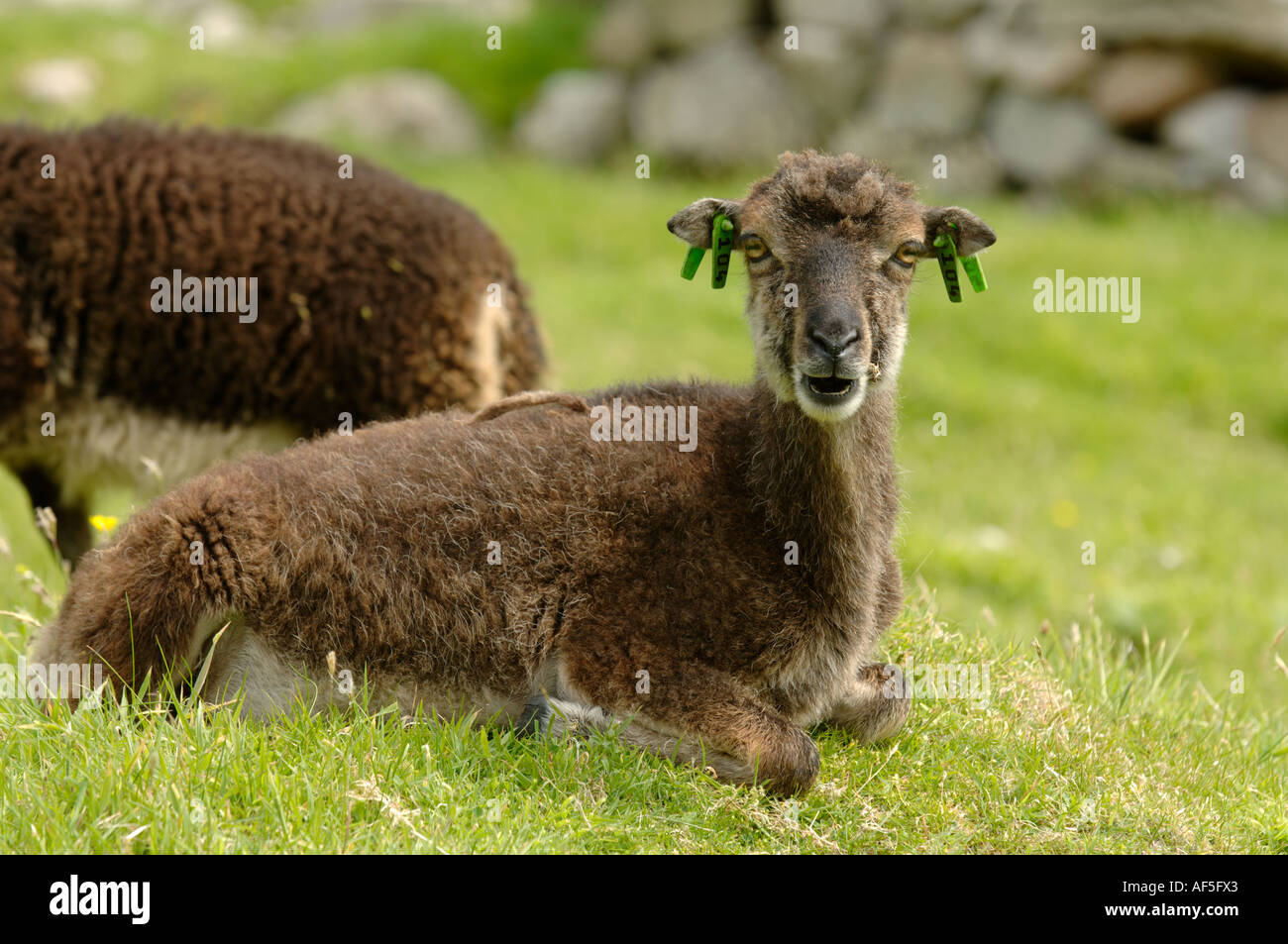 Soay sheep in Village bay. Saint Kilda Island Western Islands Outer ...
