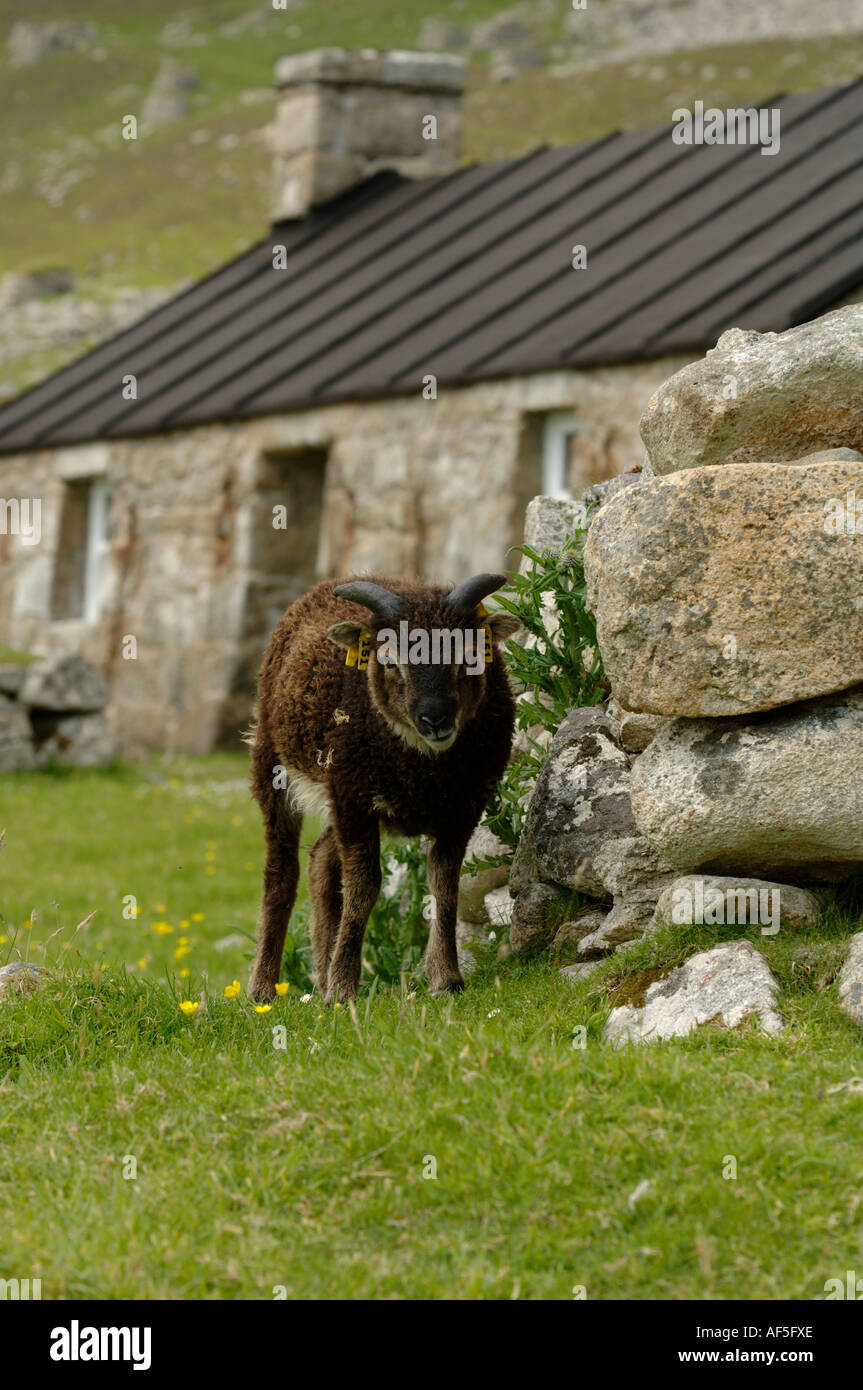 Soay sheep in Village bay . Saint Kilda Island Western Islands Outer ...