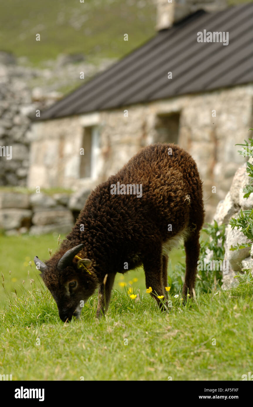 Soay sheep in Village bay . Saint Kilda Island Western Islands Outer ...