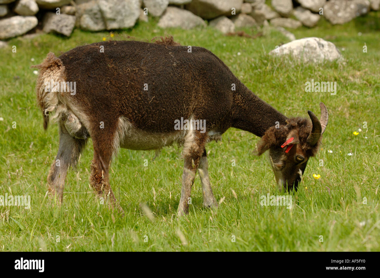 Soay sheep in Village bay . Saint Kilda Island Western Islands Outer ...