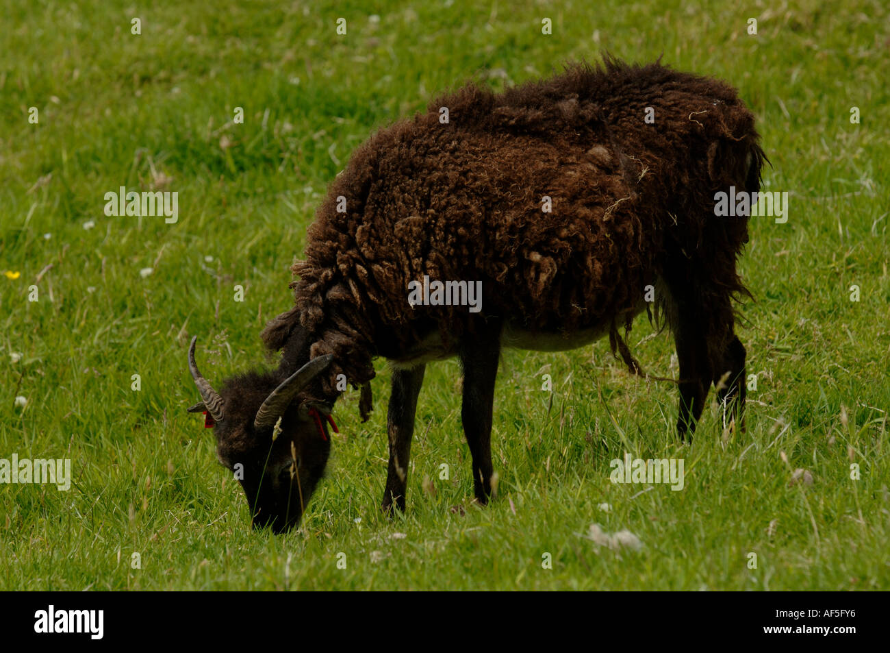 Soay sheep. Saint Kilda Island Western Islands Outer Herbrides Scotland ...