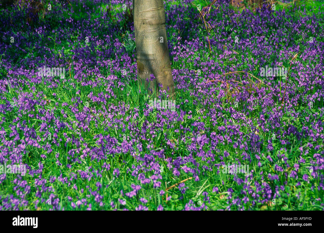Bluebell wild flowers in English deciduous woods Suffolk England Stock ...