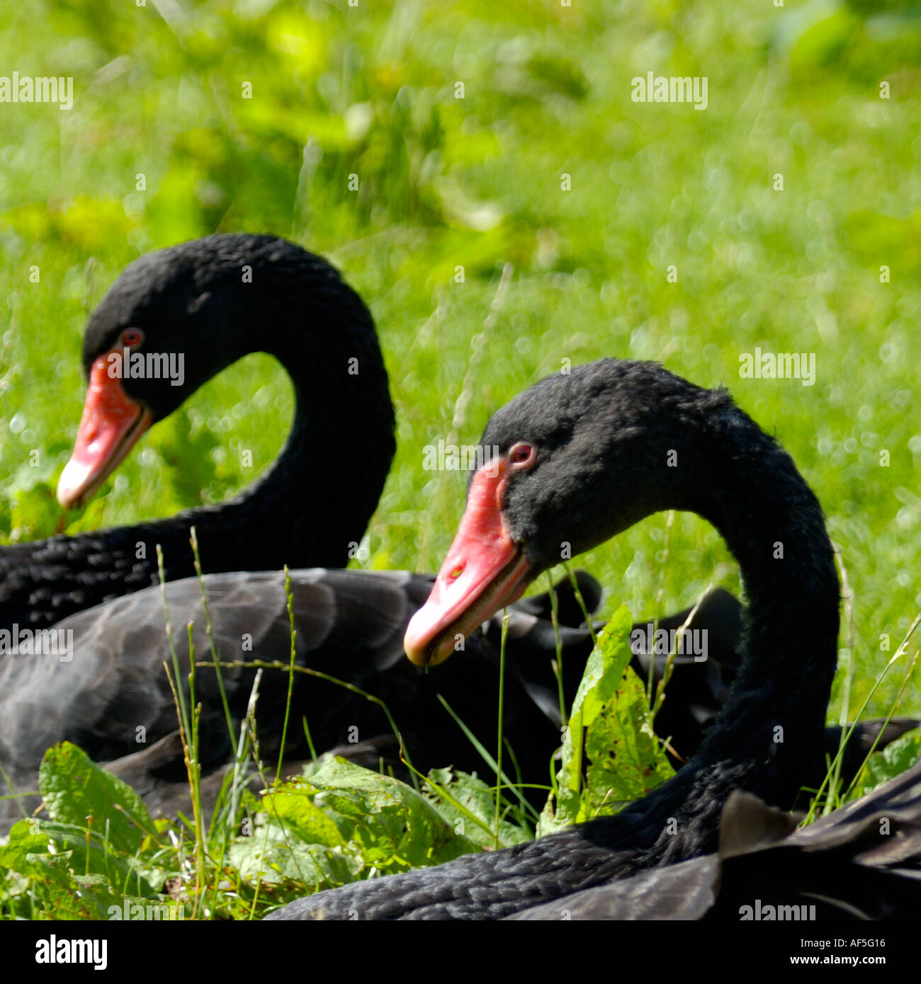 Two swan heads hi-res stock photography and images - Alamy