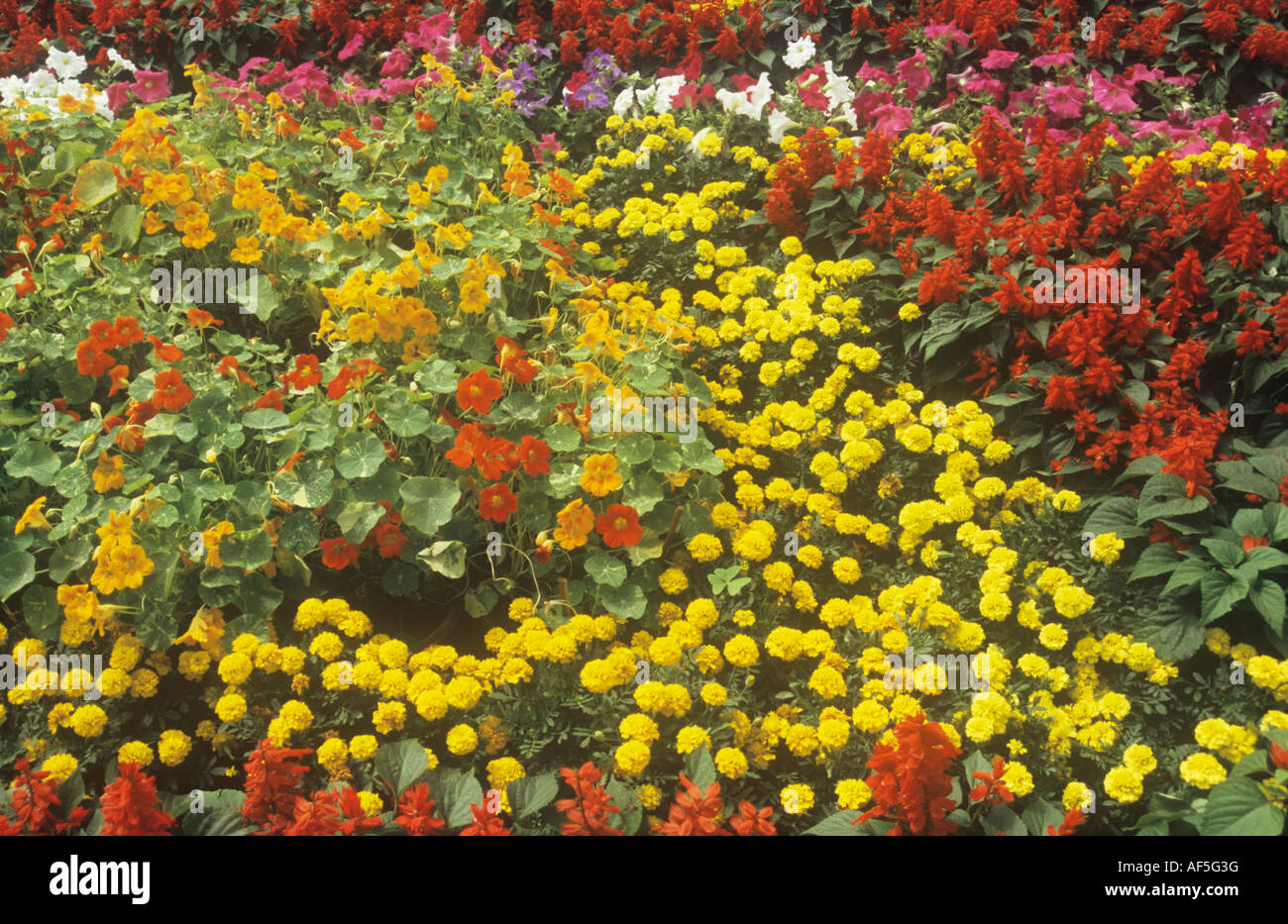 Flowers in Mysore garden Stock Photo - Alamy