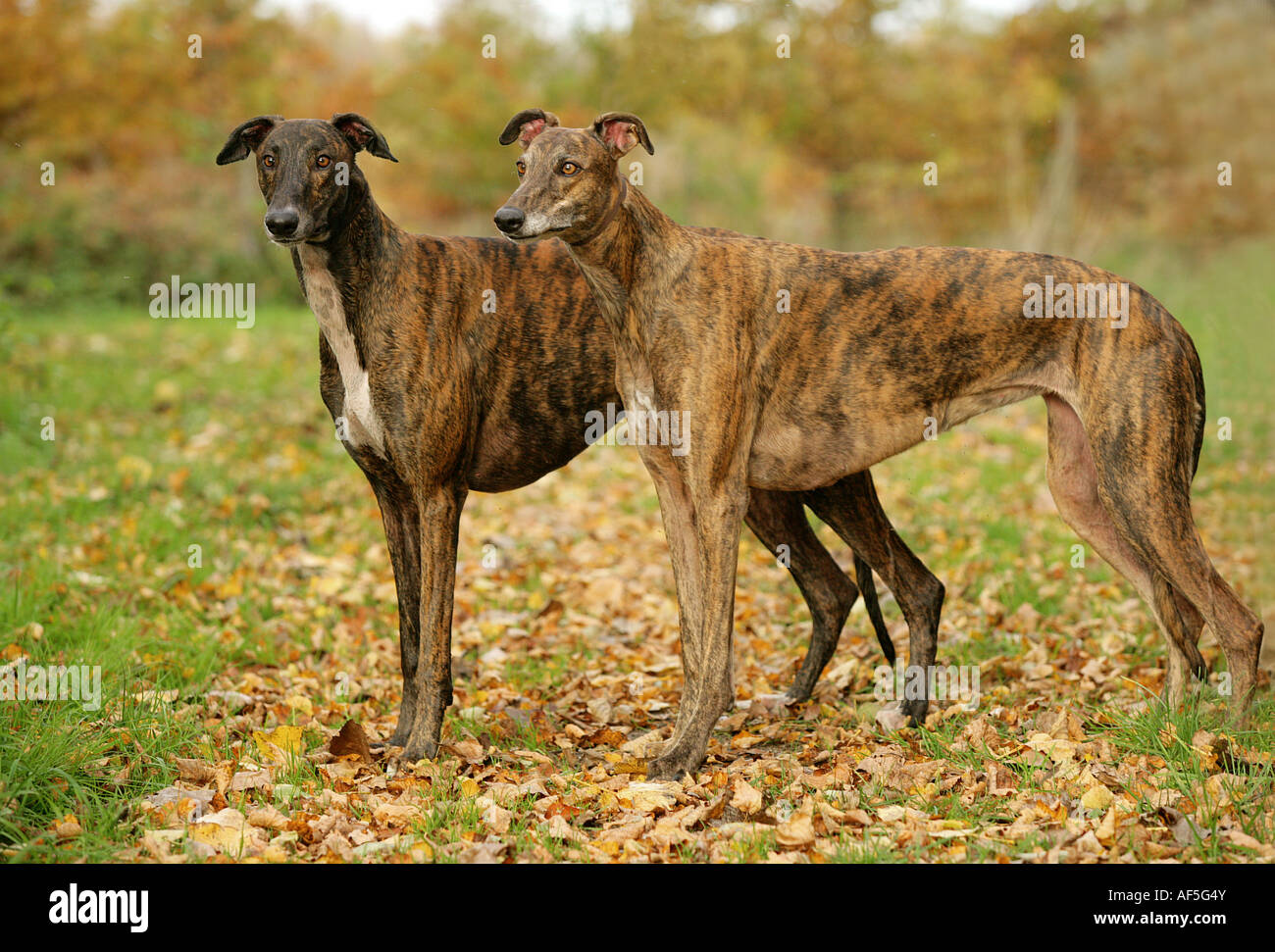 Two greyhounds next hi-res stock photography and images - Alamy