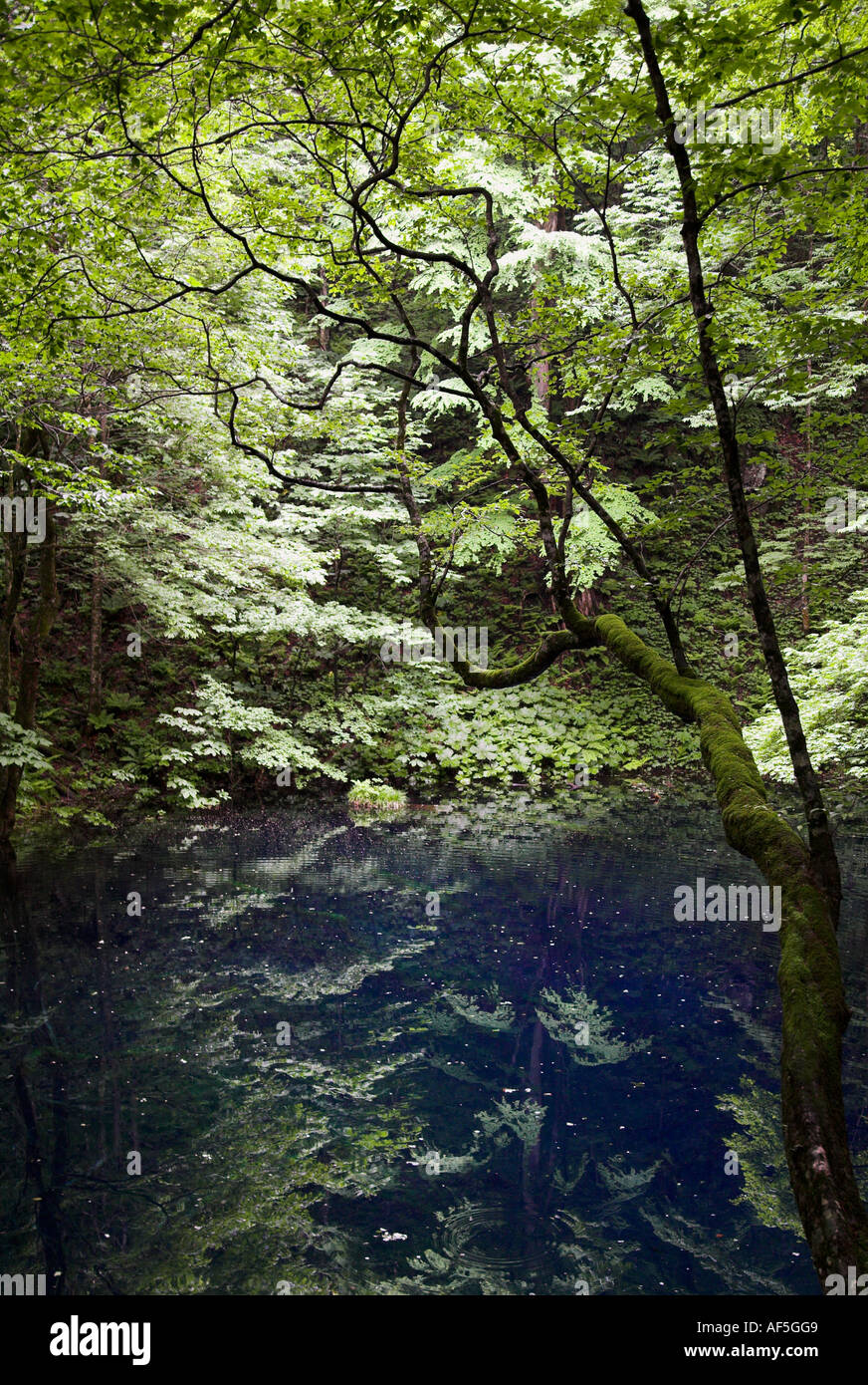 Juniko lakes in Aomori, Japan blue water forest Stock Photo - Alamy