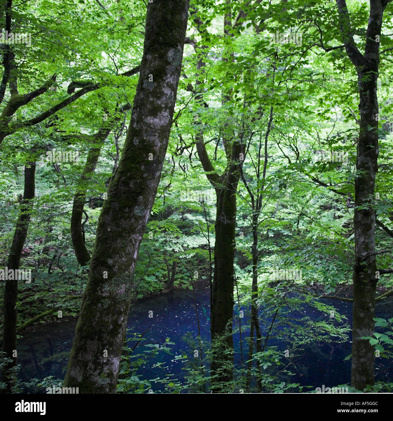 Juniko lakes in Aomori, Japan blue water forest Stock Photo - Alamy