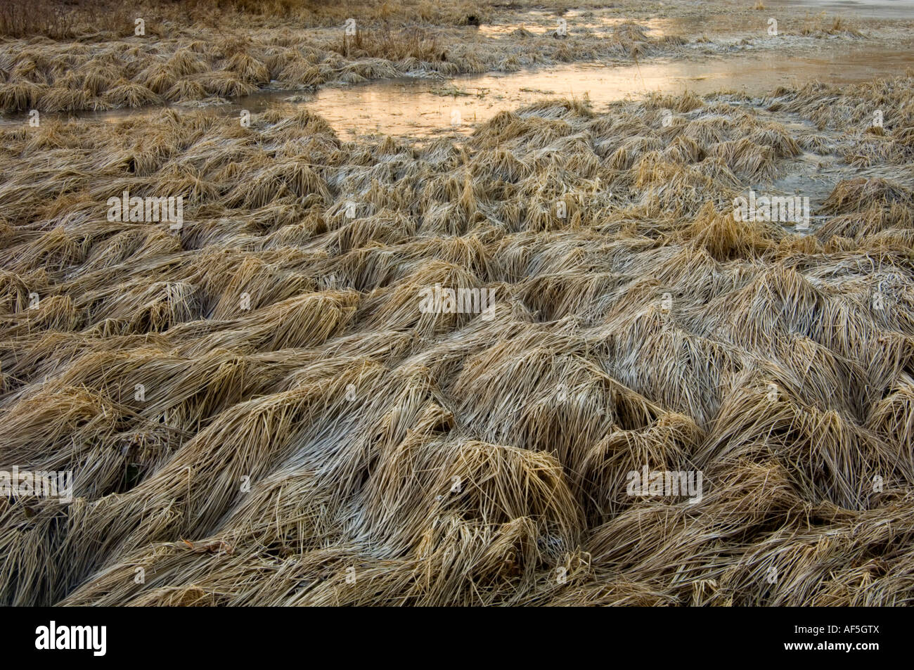 Hummocks of frosted marsh grasses near beaver pond, Greater Sudbury ...