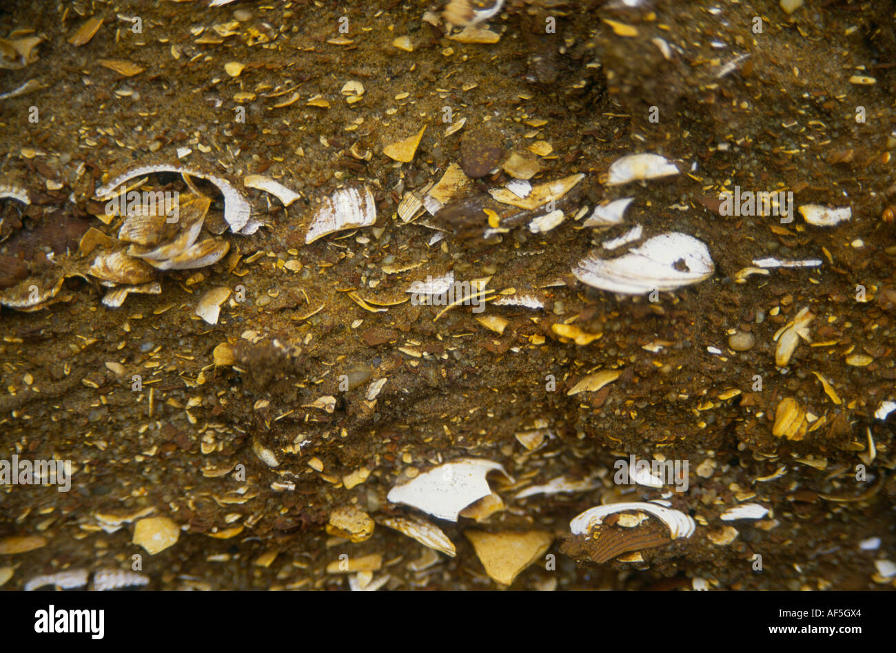 Bedding planes of soft marine sandstone showing sea shells Stock Photo ...