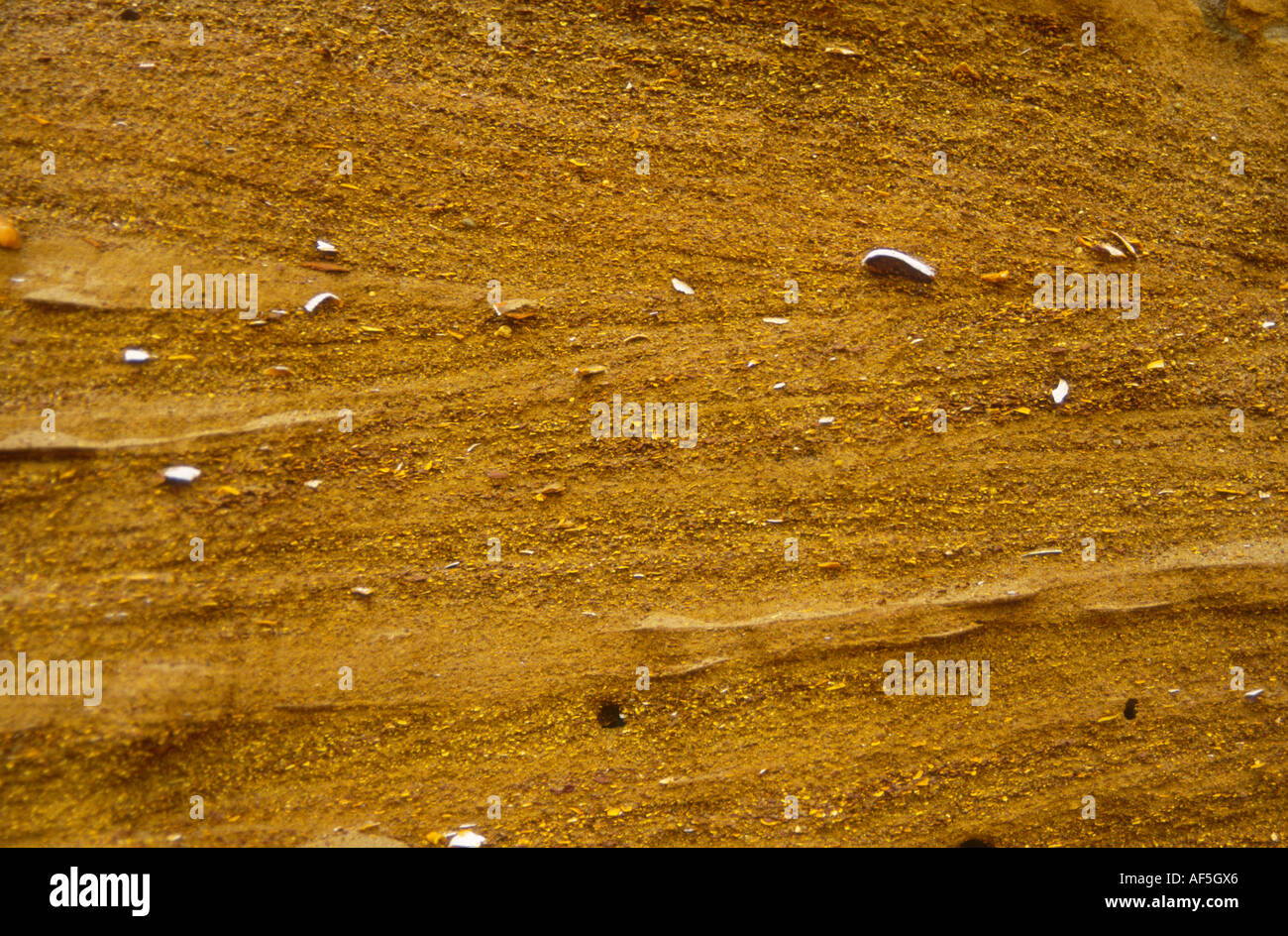 Bedding planes of soft marine sandstone showing sea shells and cross ...