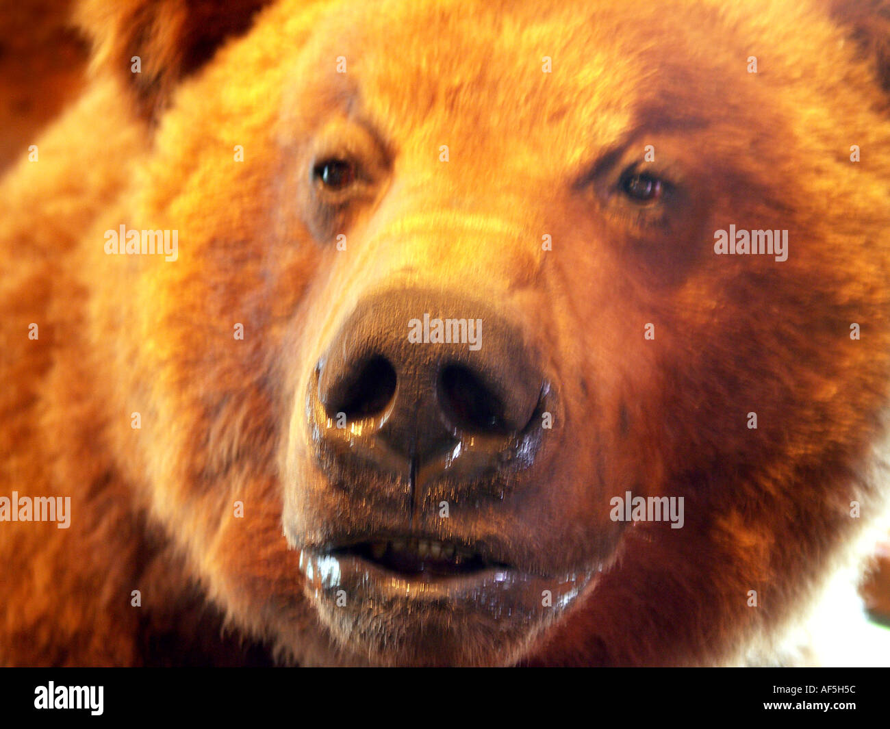 Menacing bear hi-res stock photography and images - Alamy