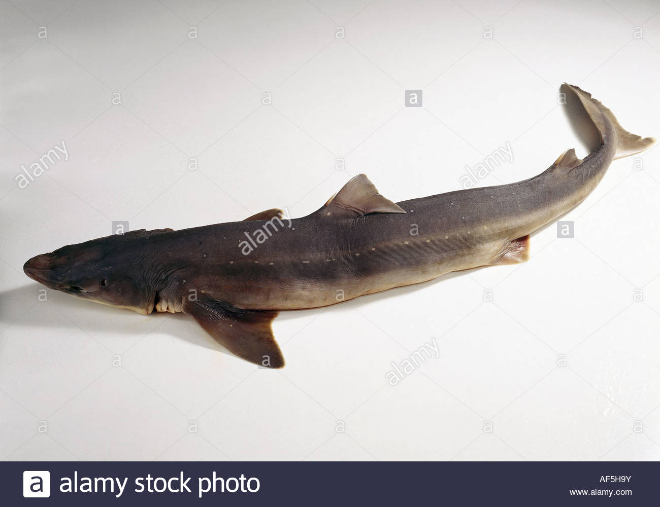 Spiny Dogfish Stock Photos & Spiny Dogfish Stock Images - Alamy