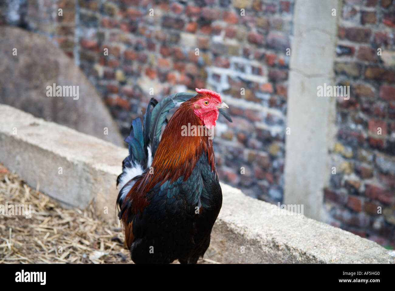 cockerel on a farm Stock Photo - Alamy