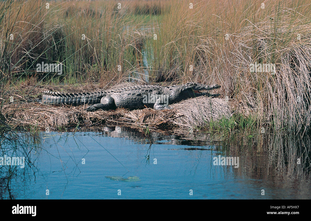 Nile Crocodile basking in sunshine on the bank of one of the water ...