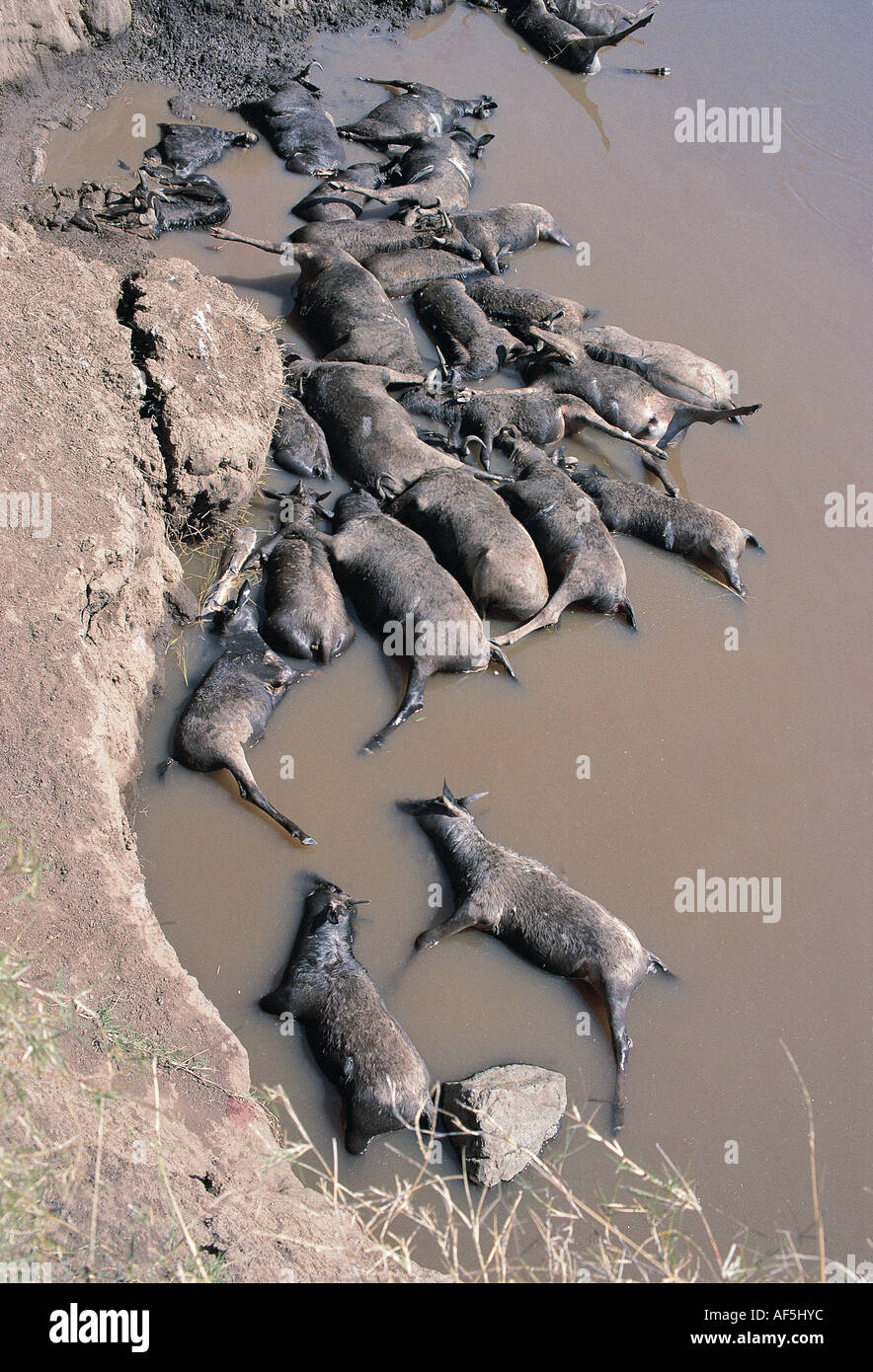 Corpses of dead wildebeest floating in the Mara River Masai Mara ...