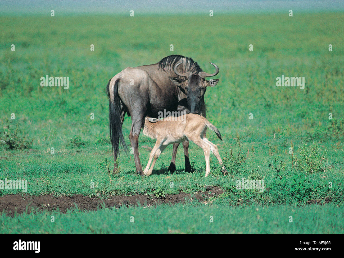 Wildebeest or White bearded gnu suckling a young calf in the Serengeti ...