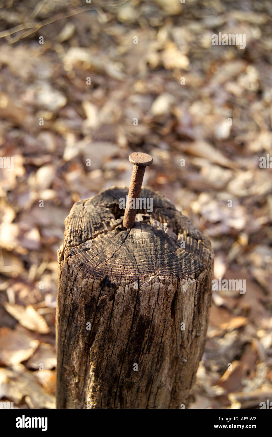 Old man tree stump hi-res stock photography and images - Alamy