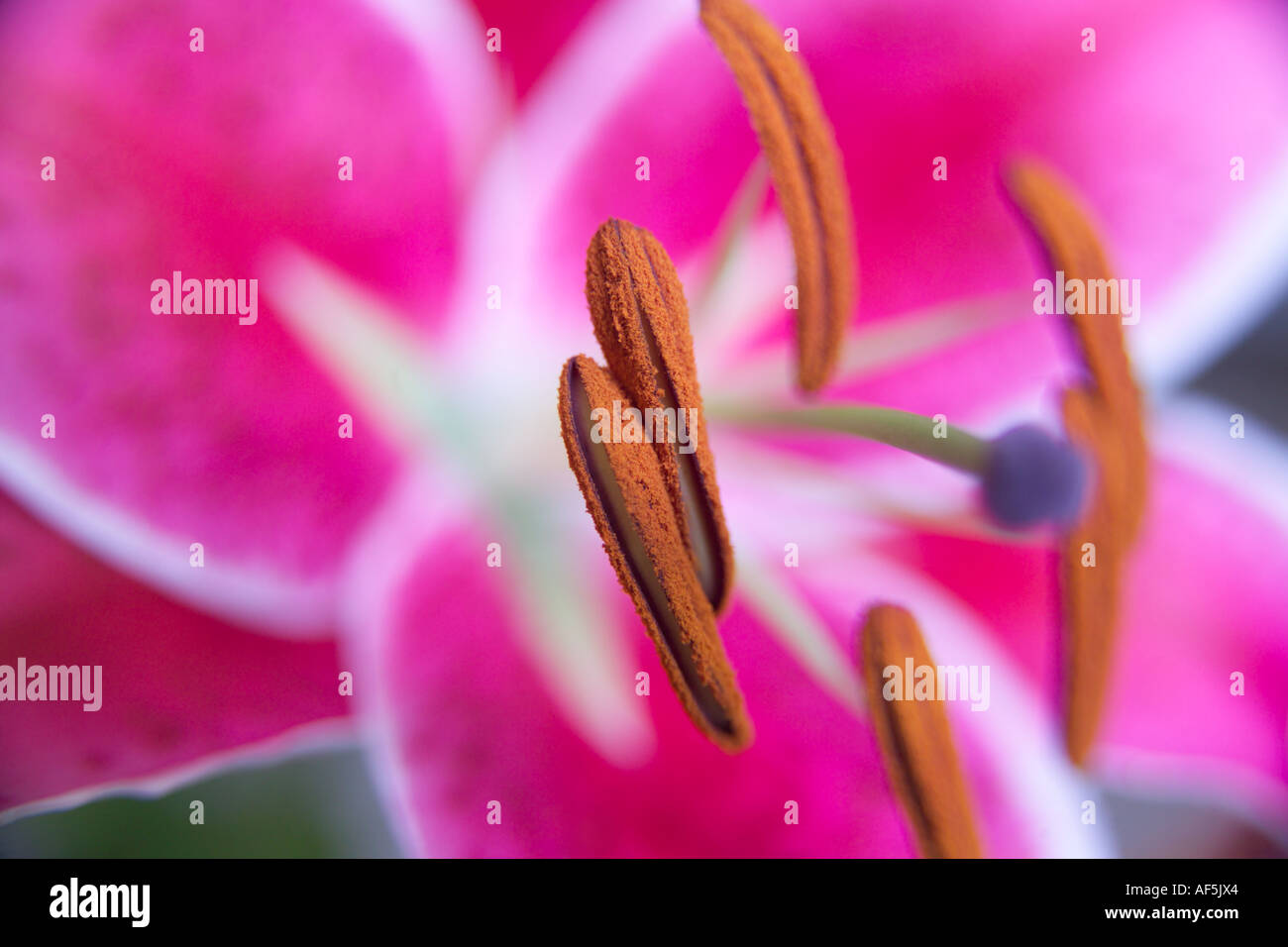 Lily pollen grains hi-res stock photography and images - Alamy