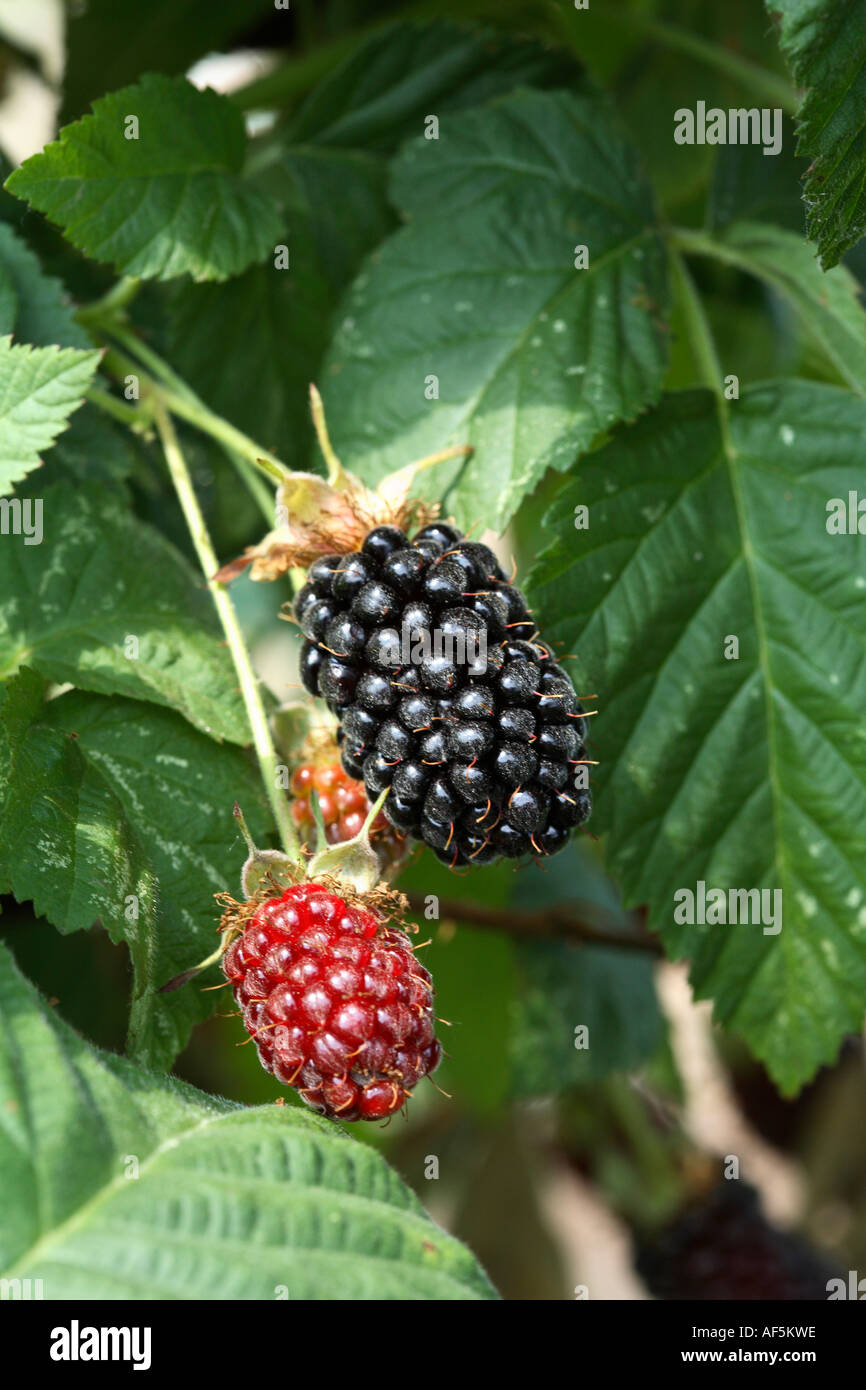 Blackberry vines hi-res stock photography and images - Alamy