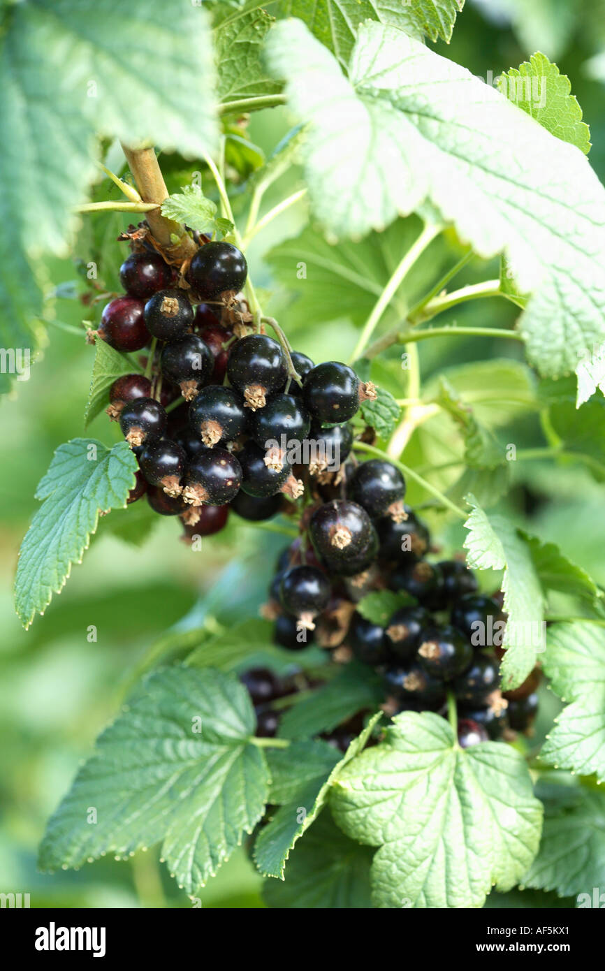 Black hi-res stock photography and images - Alamy