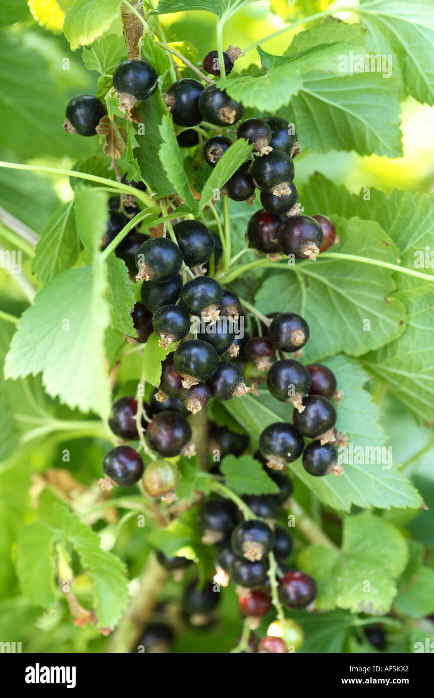 Black currants on vine hi-res stock photography and images - Alamy