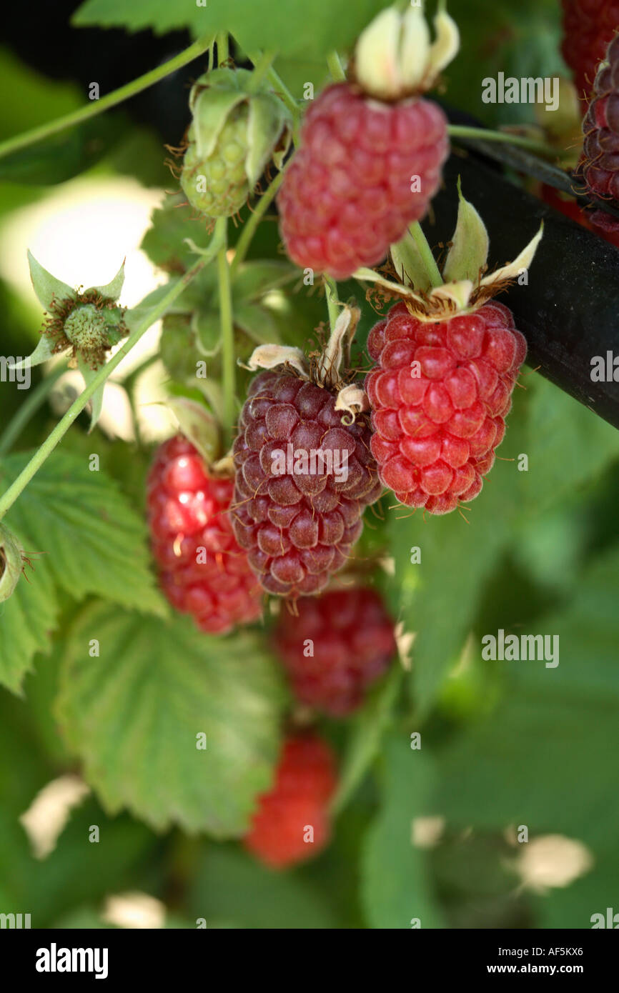 Loganberry bush hi-res stock photography and images - Alamy
