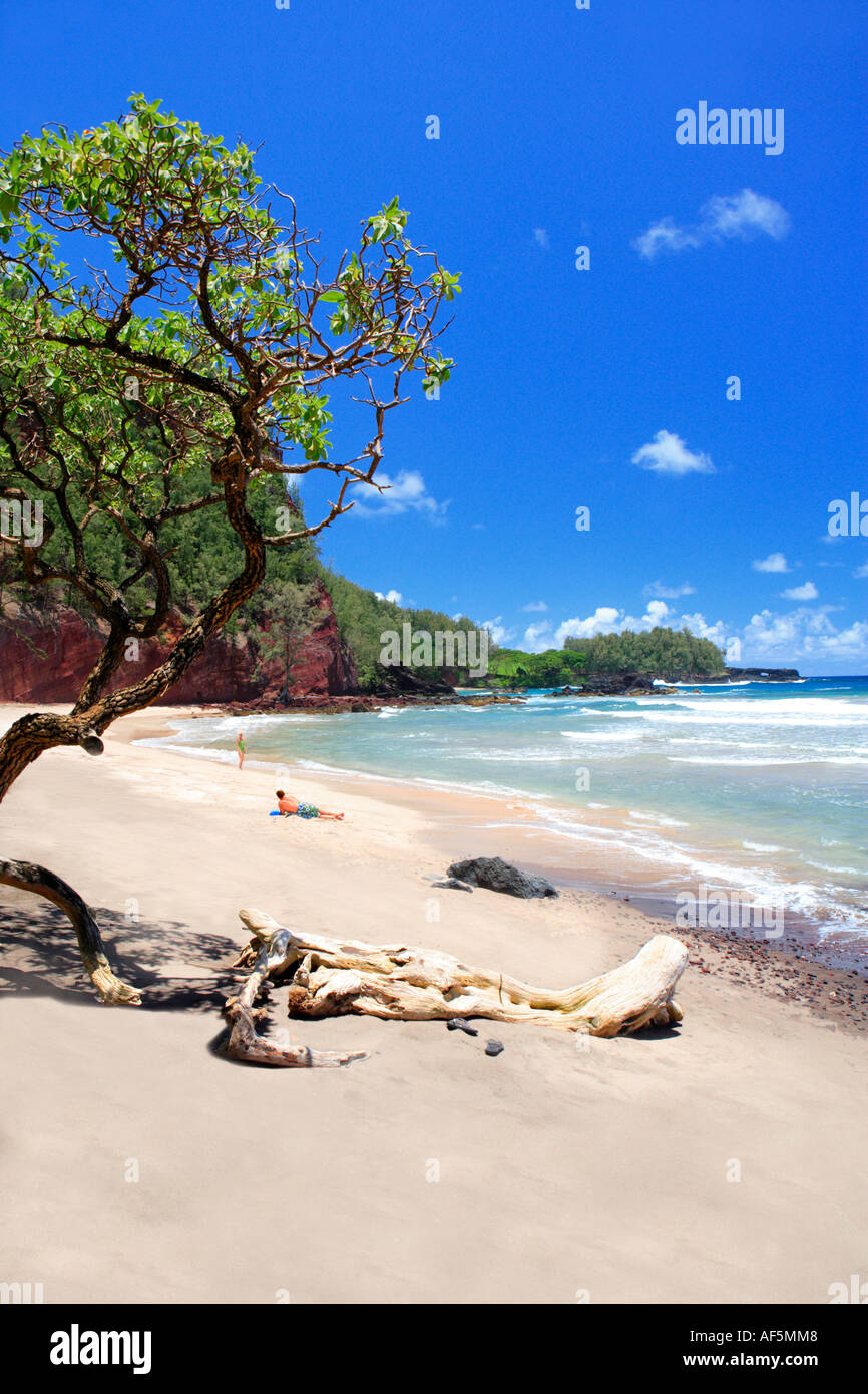 Trees on Wailea Beach east Maui, Hawaii, USA Stock Photo - Alamy