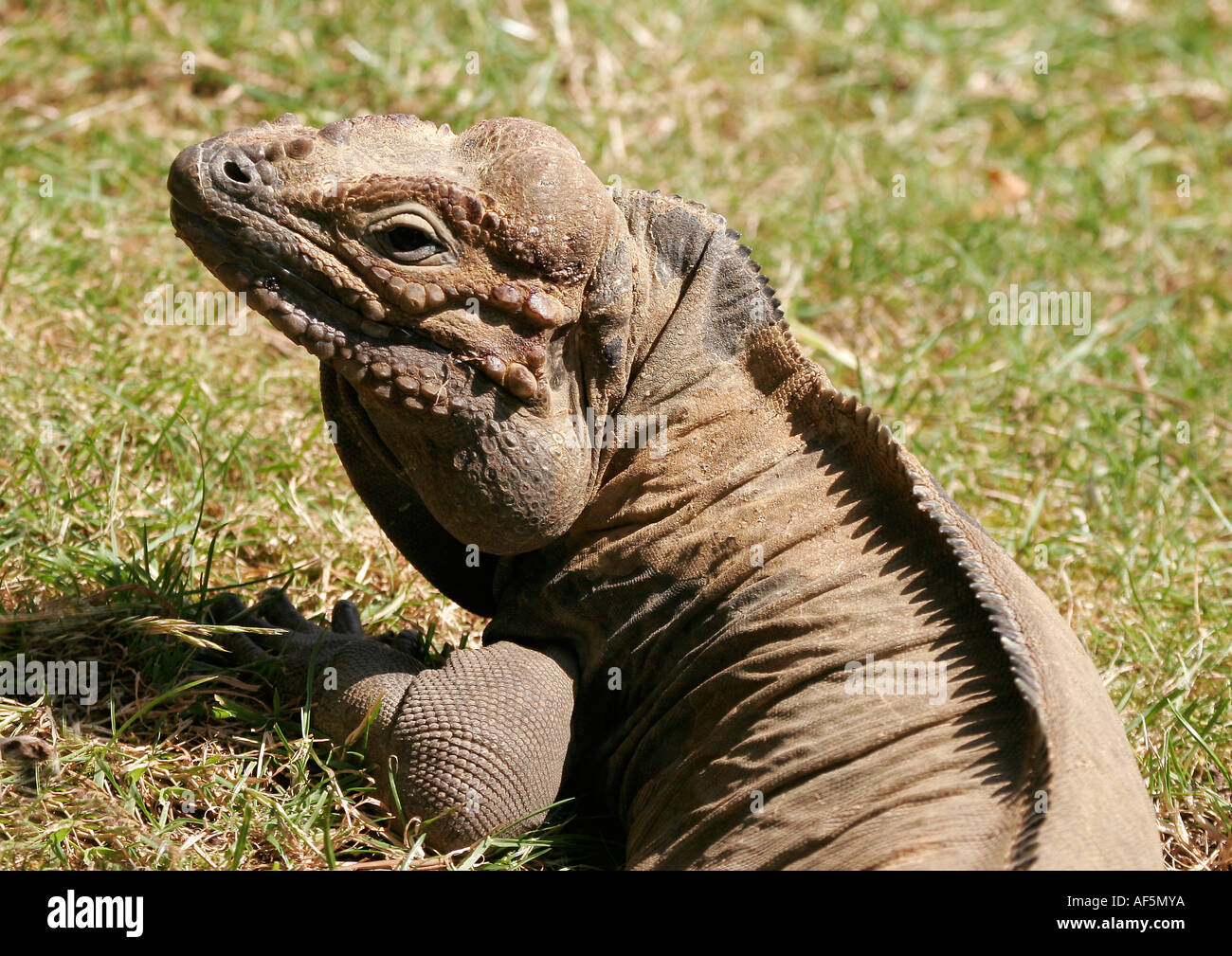 Rhinoceros Iguana Cyclura cornuta Stock Photo - Alamy