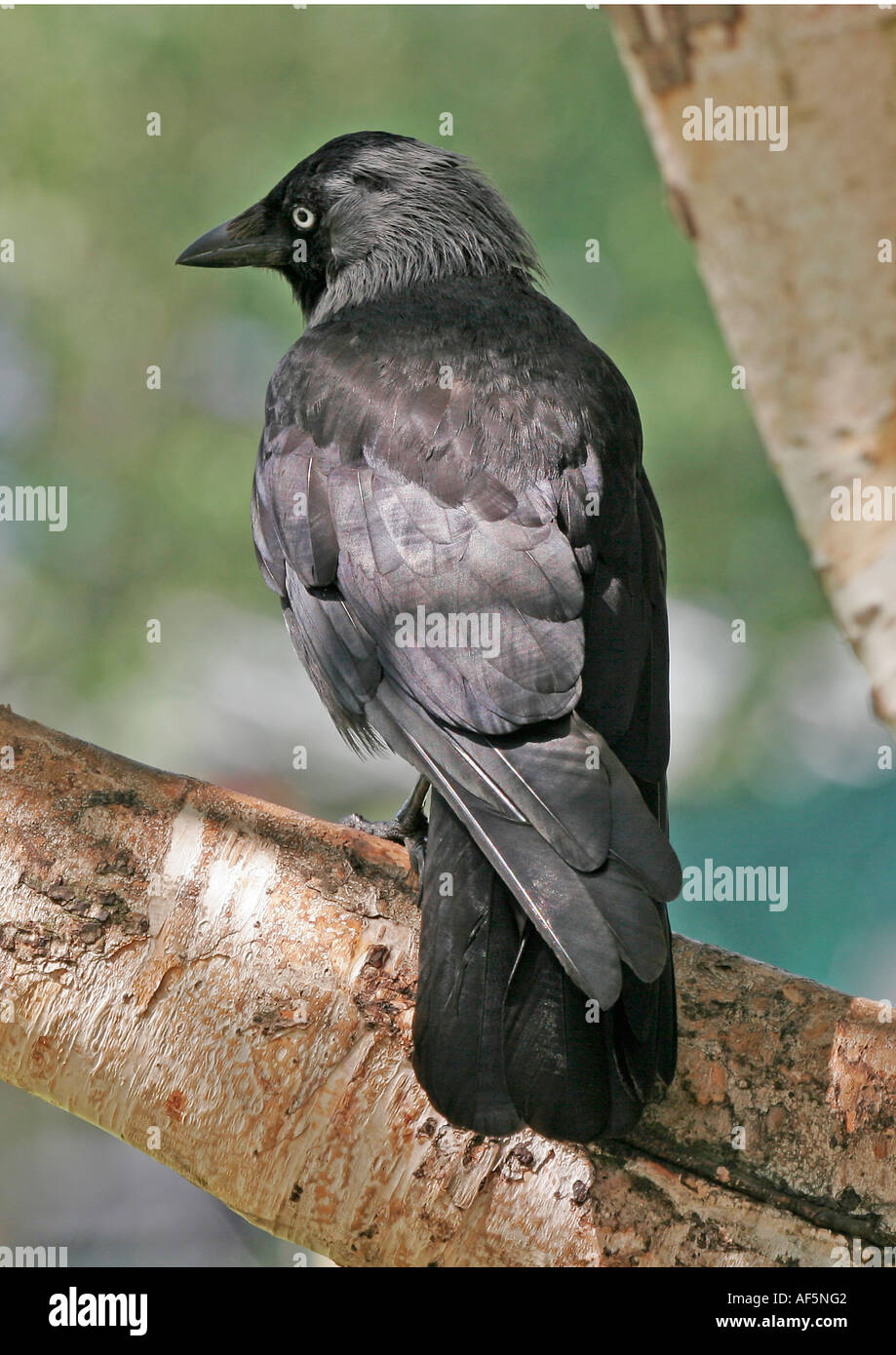 Jackdaw (Corvus monedula Stock Photo - Alamy