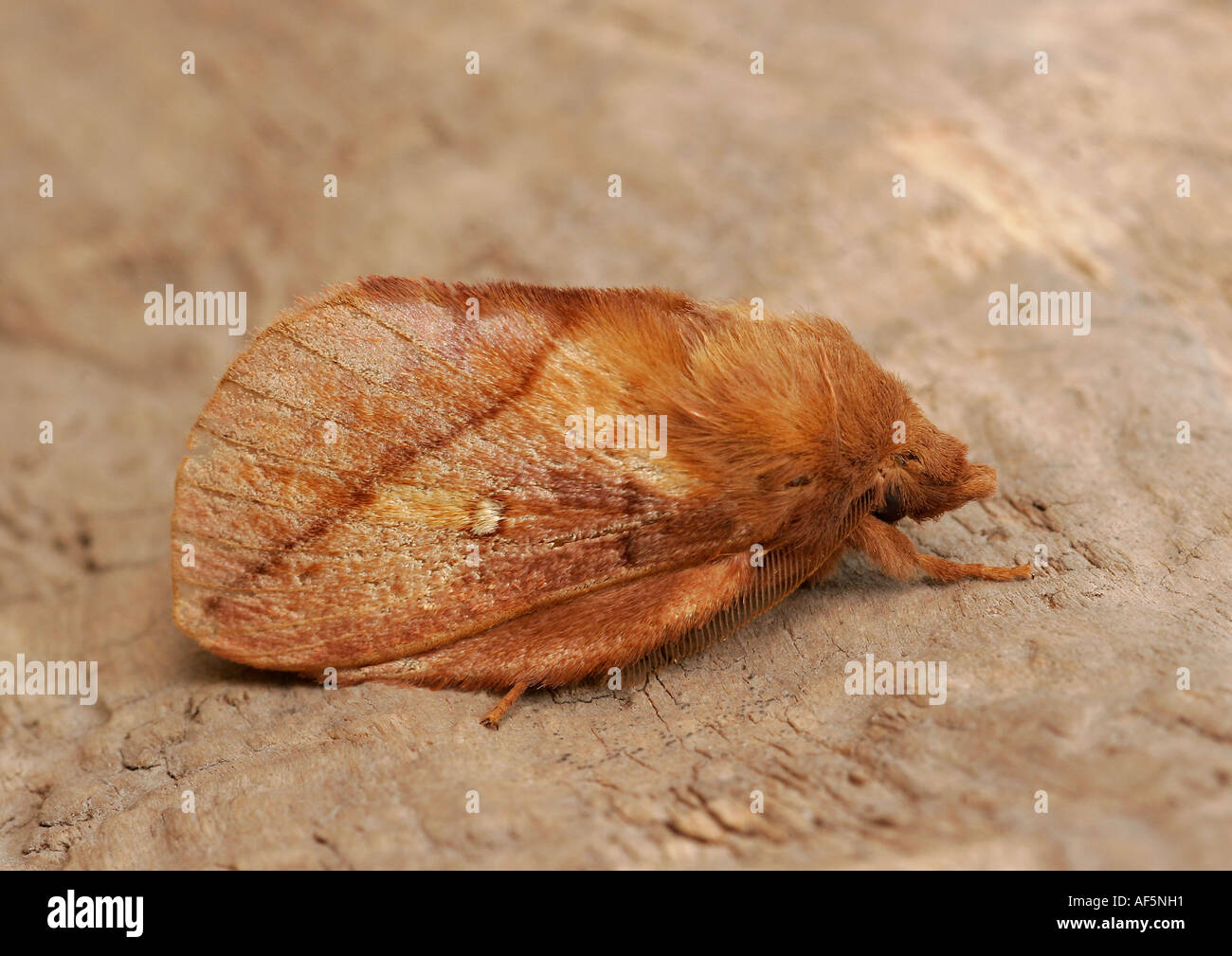 Drinker Moth Male (Euthrix potatoria Stock Photo - Alamy