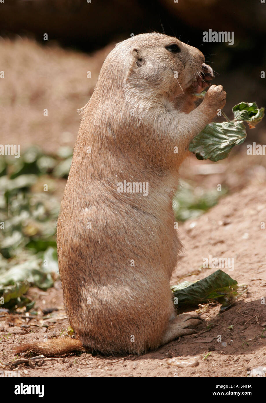 Prairie Dog eating Stock Photo - Alamy