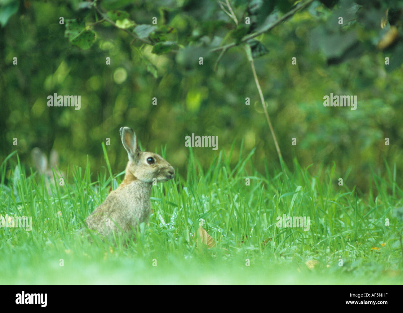 Wild Rabbit (Oryctolagus cuniculus) in Suffolk Uk Stock Photo - Alamy