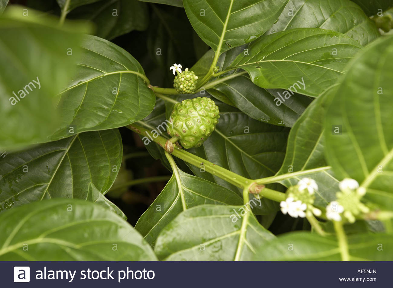 Noni Tree Stock Photos & Noni Tree Stock Images - Alamy