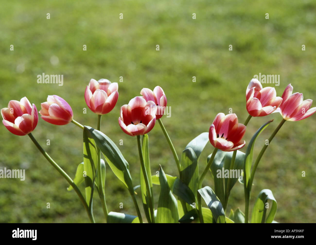 Backlit Tulips (Medium Format) in Suffolk Uk Stock Photo - Alamy