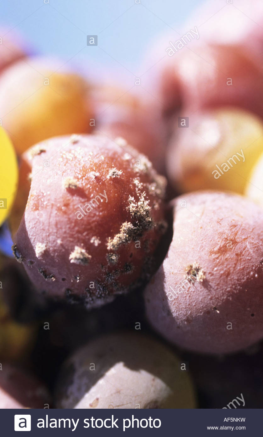 Botrytis Cinerea Vine Stock Photos & Botrytis Cinerea Vine Stock Images ...