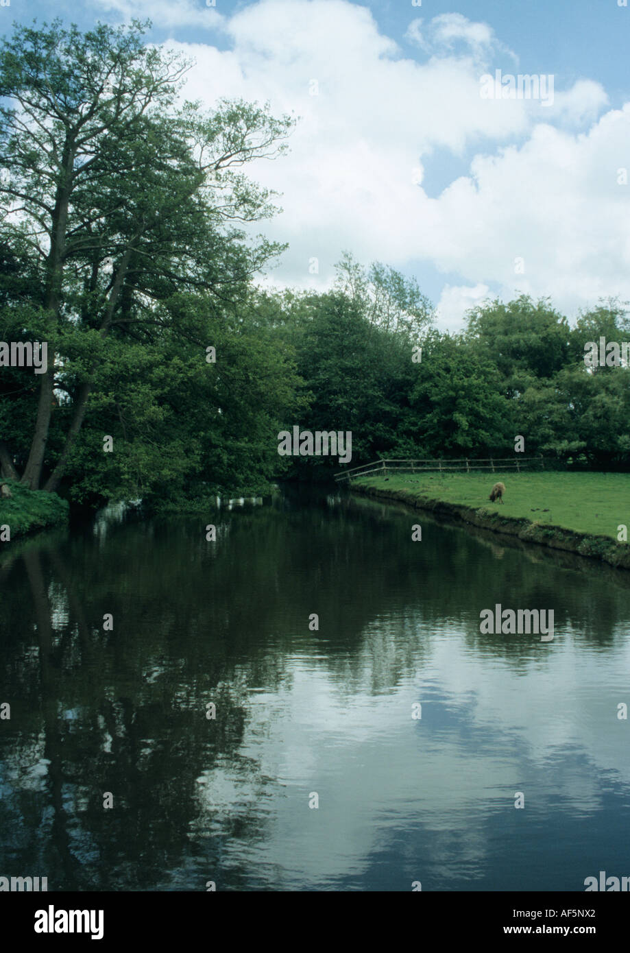 Sheep By River in Suffolk Uk Stock Photo - Alamy