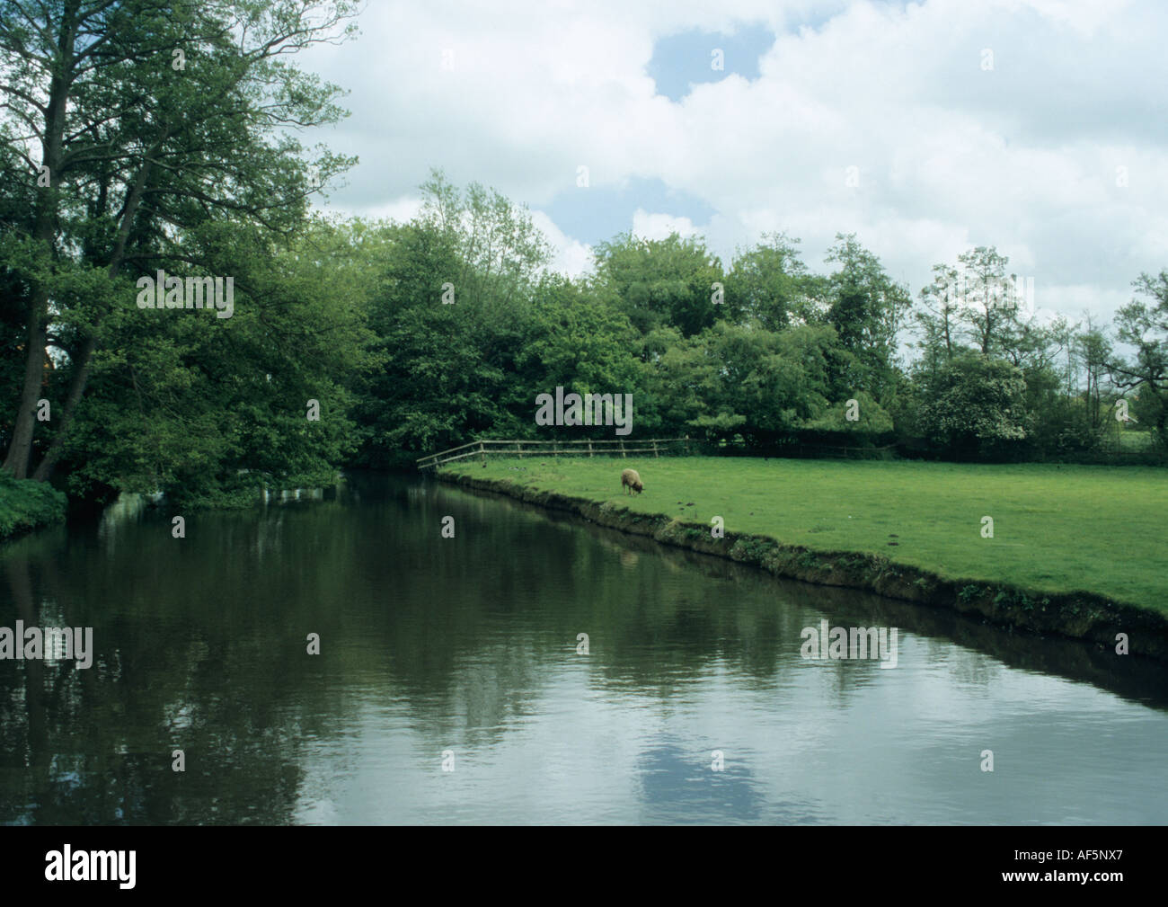 Sheep By River in Suffolk Uk Stock Photo - Alamy