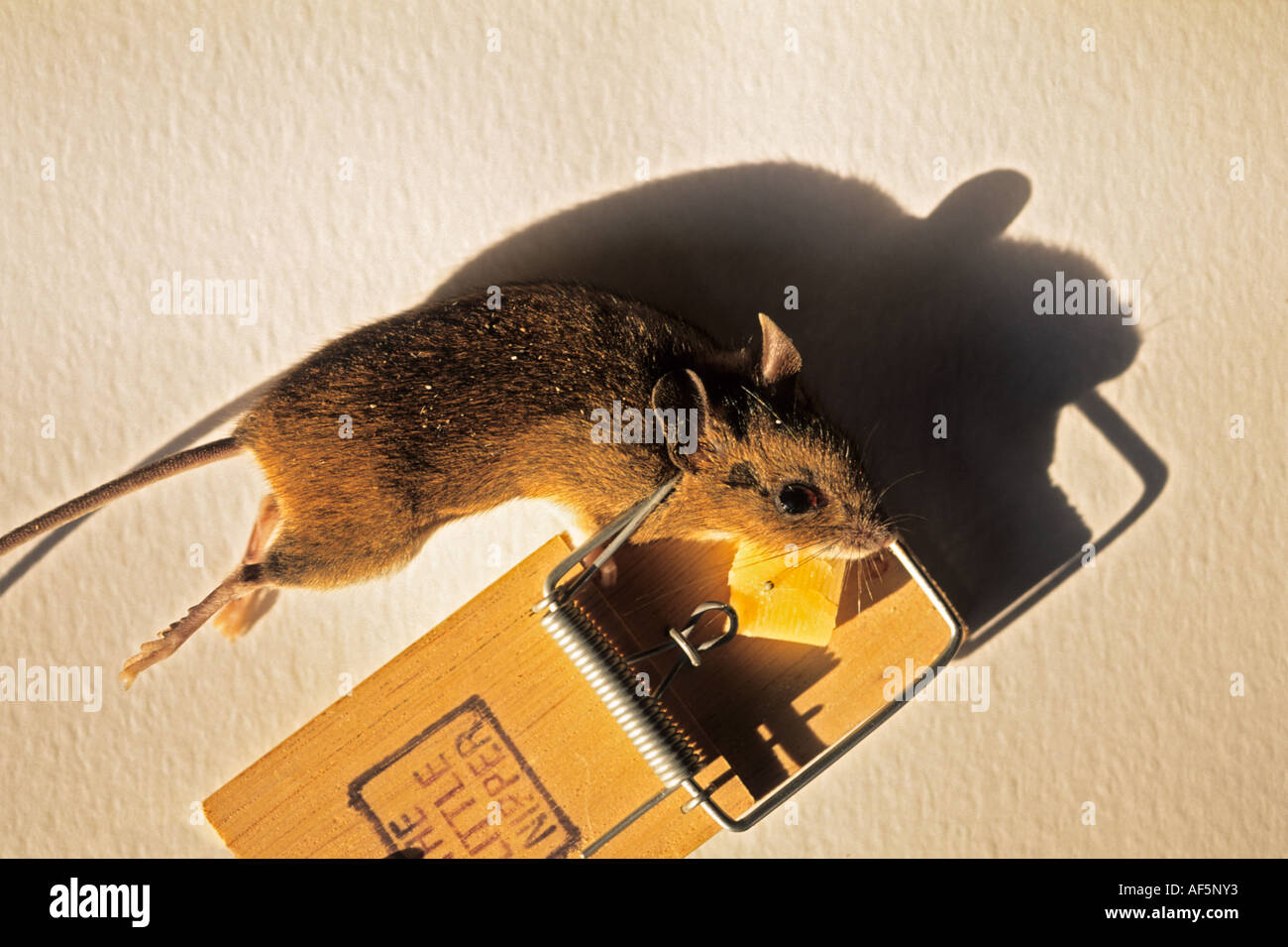 Mouse caught and killed in conventional trap Stock Photo - Alamy