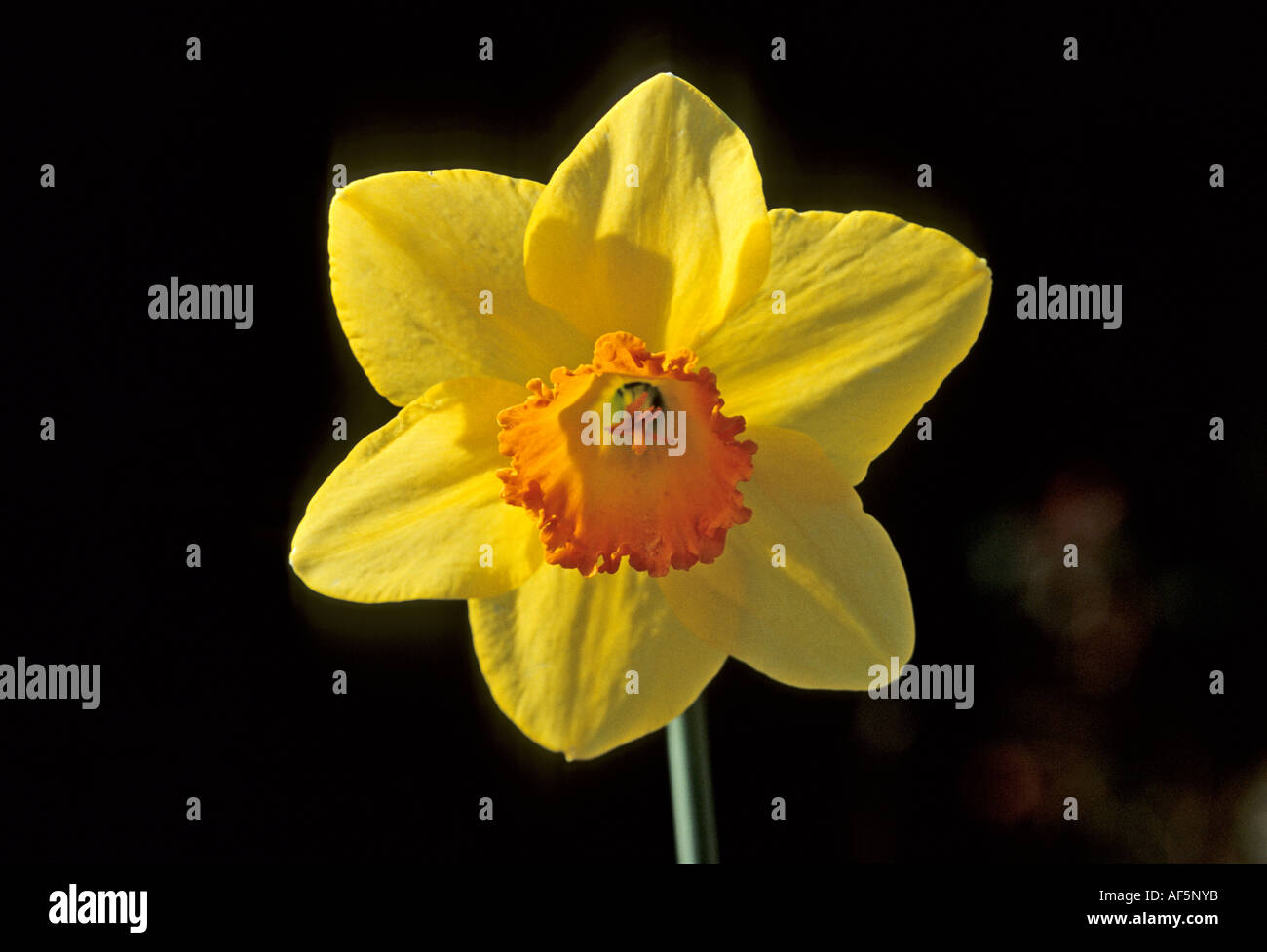 Flower head pretty Cut Out Stock Images & Pictures - Alamy