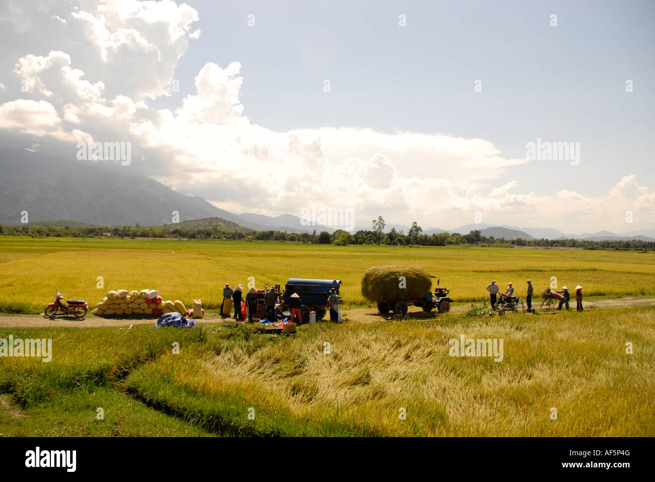 South Vietnam rice fields Stock Photo - Alamy