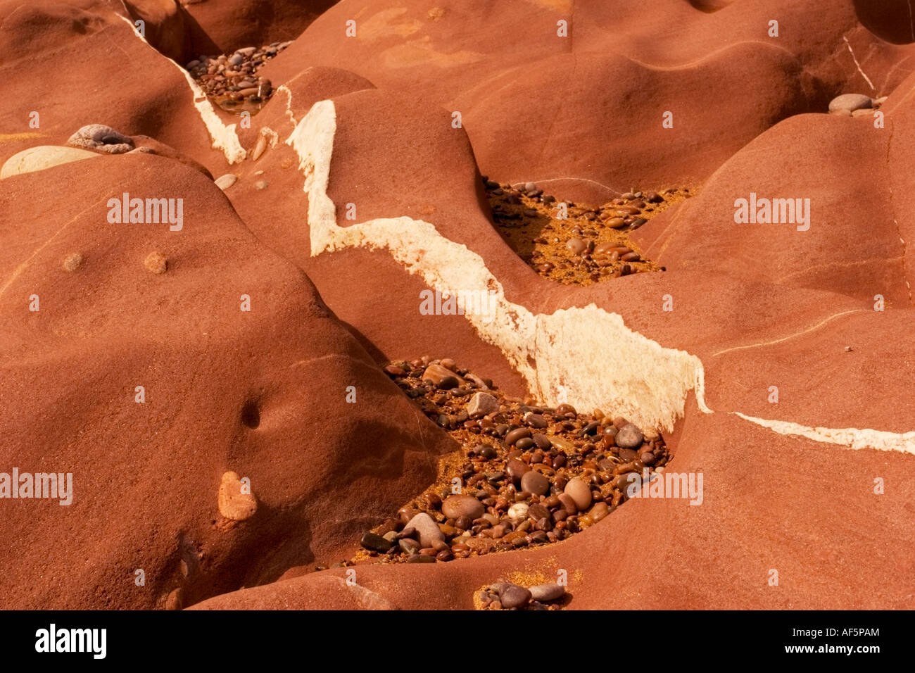 Sea eroded red sandstone with pebbles, Auchmithie, Angus, Scotland ...