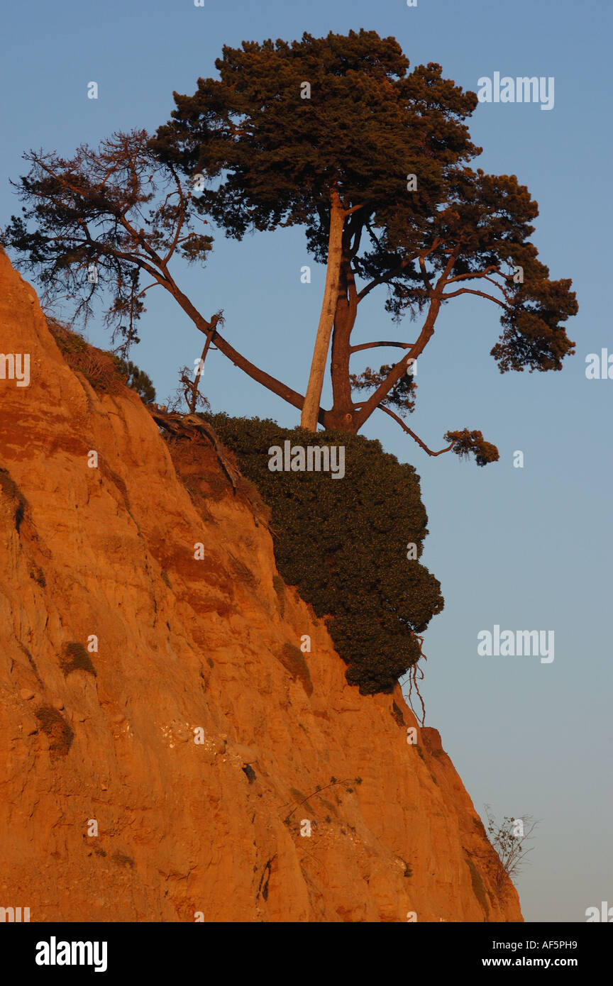 Tree on Cliff Stock Photo - Alamy