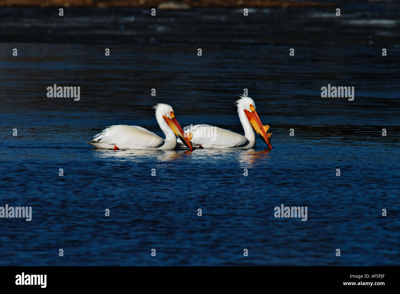 American white pelicans migrating hi-res stock photography and images ...