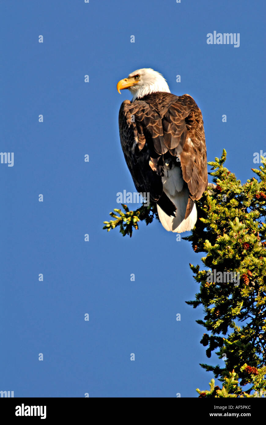 Wallpaper Bald Eagle Trees