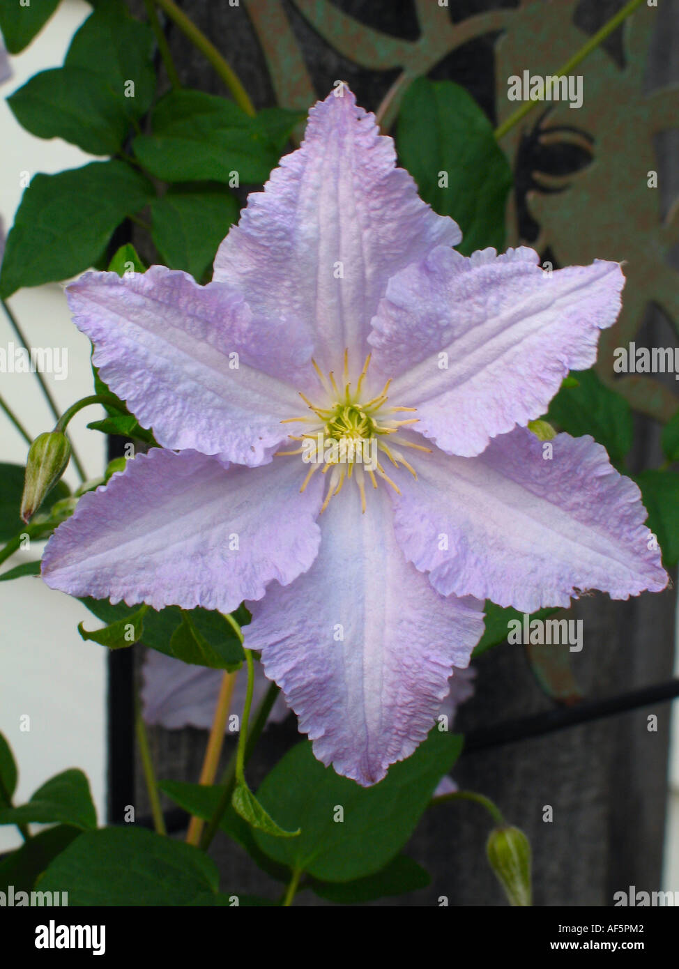 Star lily hi-res stock photography and images - Alamy