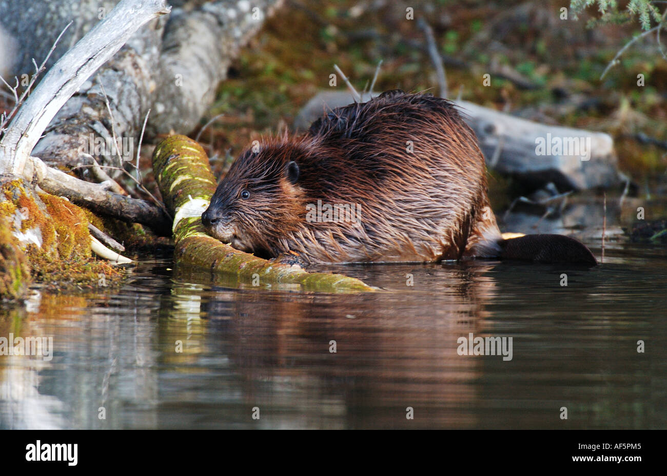 Beaver slide hi-res stock photography and images - Alamy